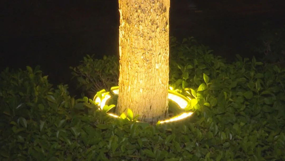 How to Choose LED Uplighting for Tree