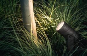 How to Choose LED Uplighting for Tree