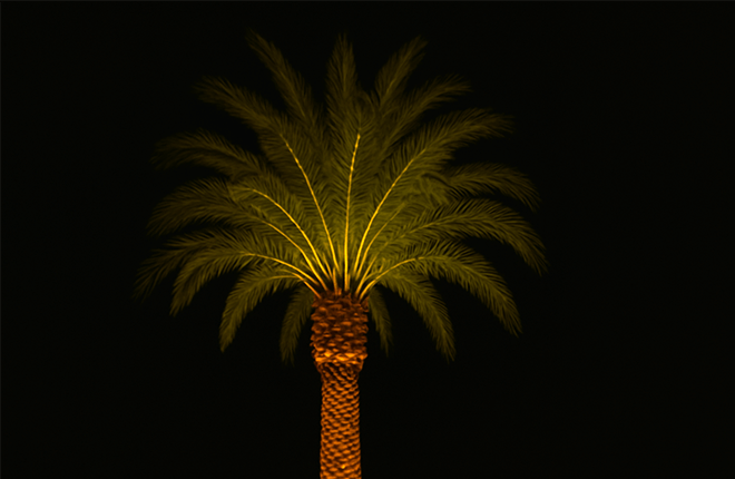 Ideal Lumen Range for Lighting Palm Trees