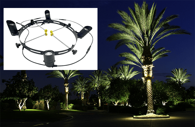 What Is the Best Lighting for Palm Trees