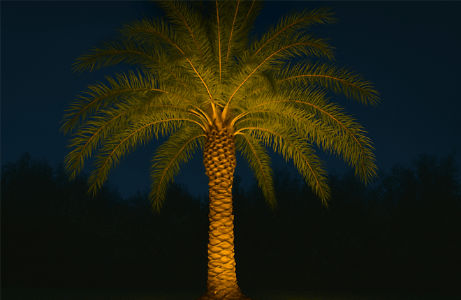 Reasons You Should Avoid Putting Lights on Palm Trees